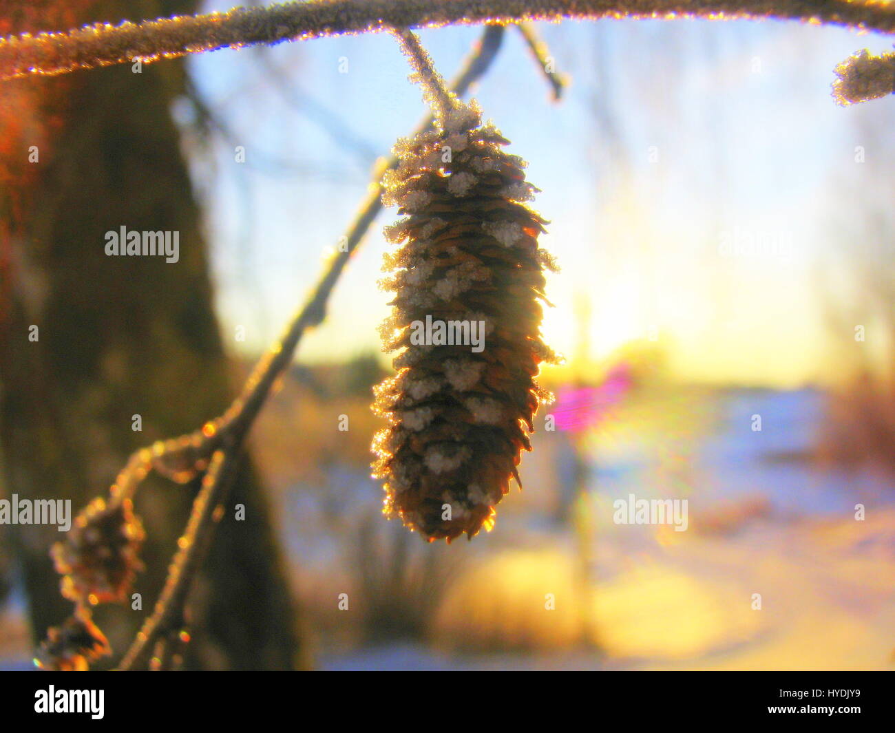 Close up pictures of tree Stock Photo - Alamy