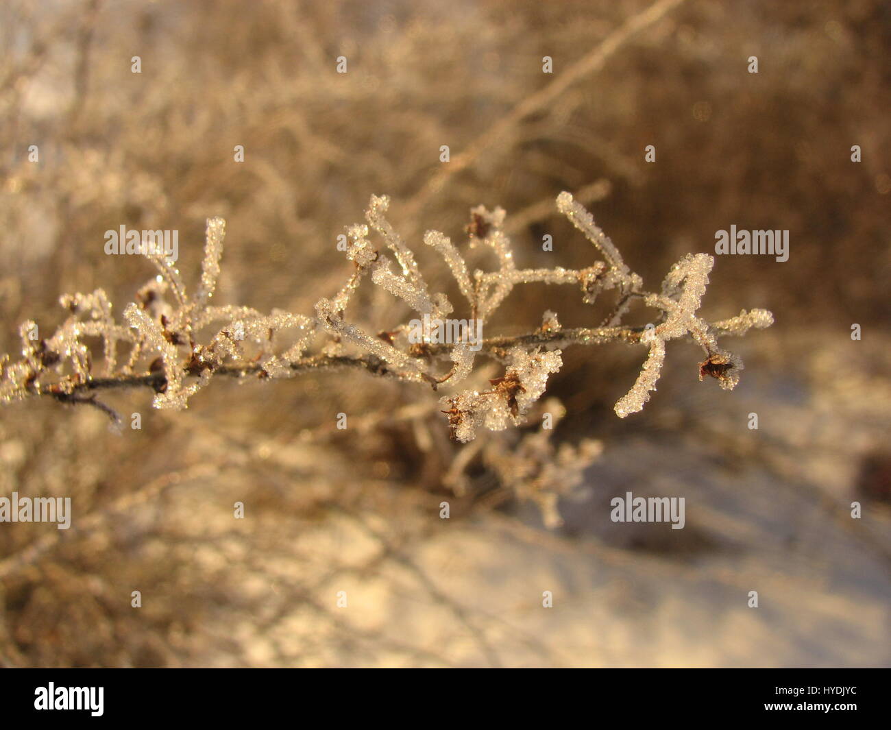 Close up pictures of tree Stock Photo - Alamy