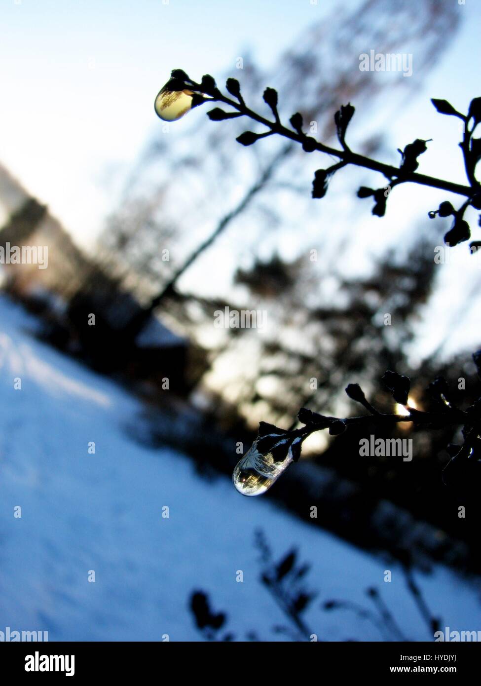 Close up pictures of tree Stock Photo - Alamy