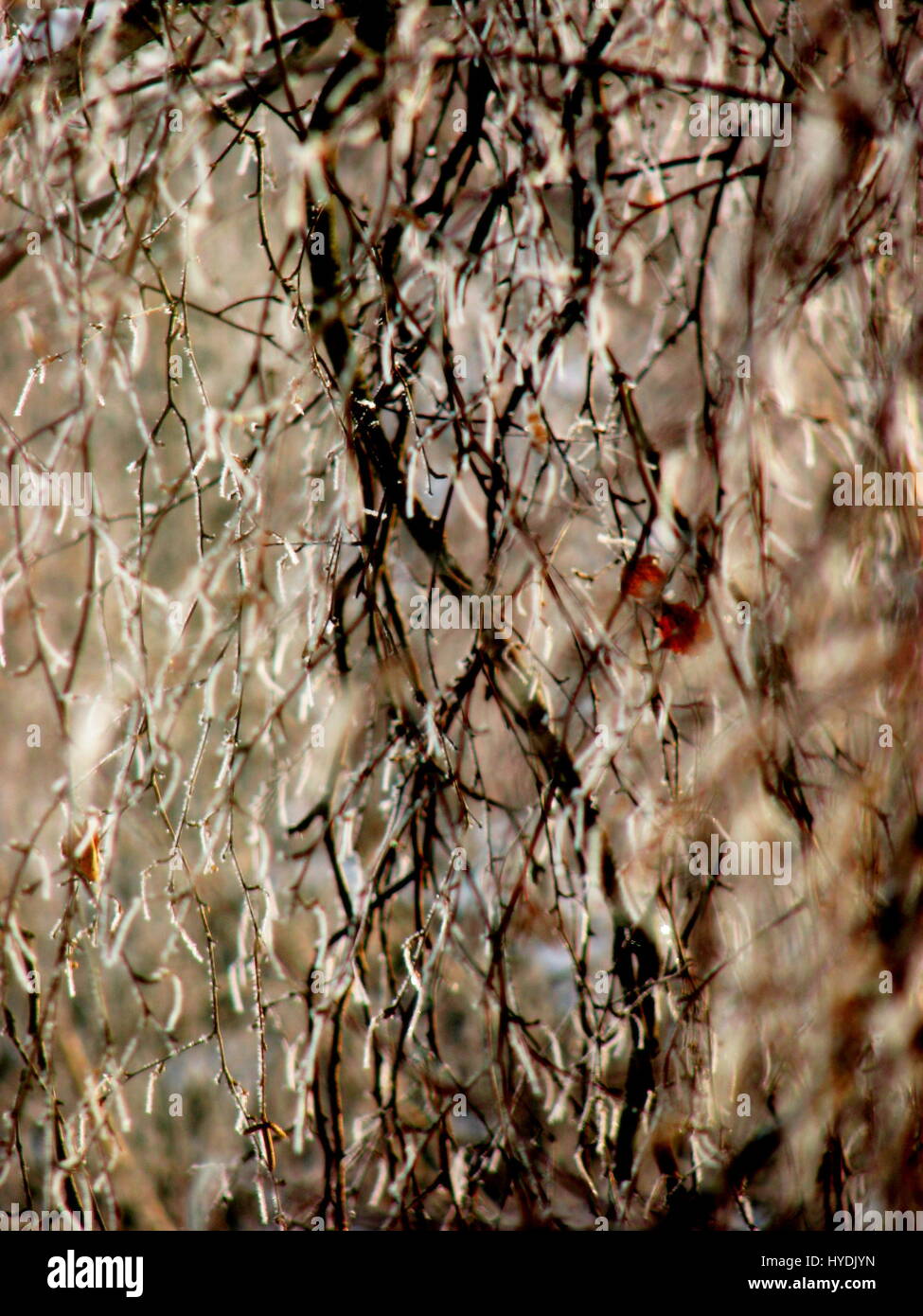 Close up pictures of tree Stock Photo - Alamy