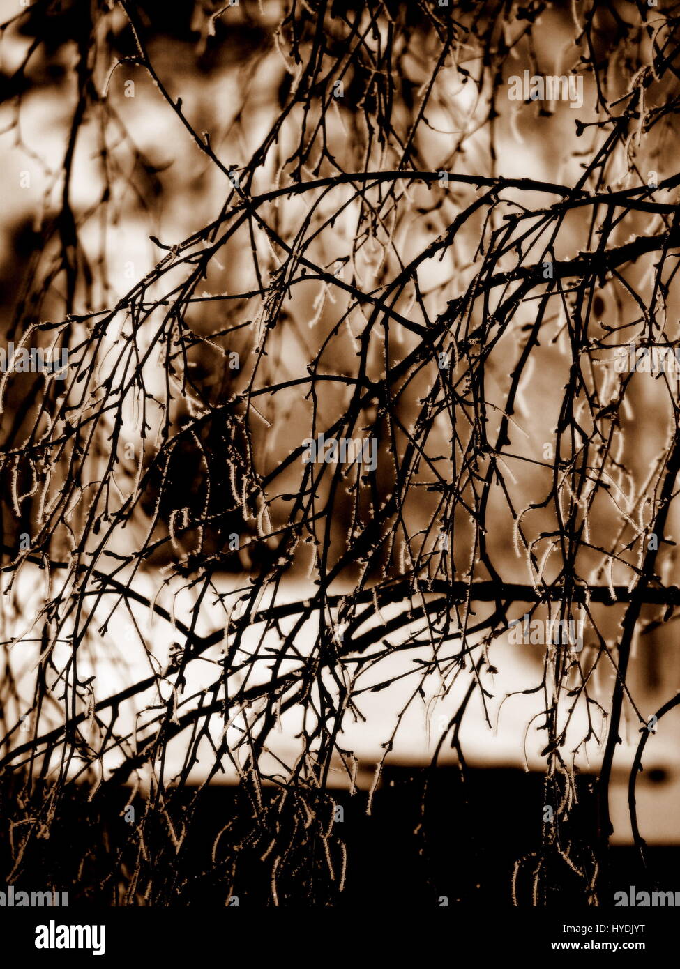 Close up pictures of tree Stock Photo - Alamy