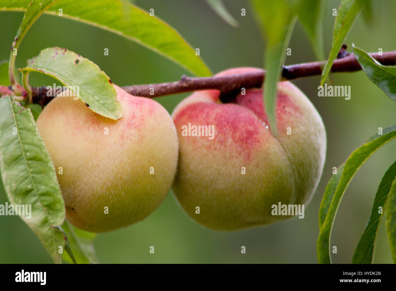 Fruit growing natural Stock Photo - Alamy