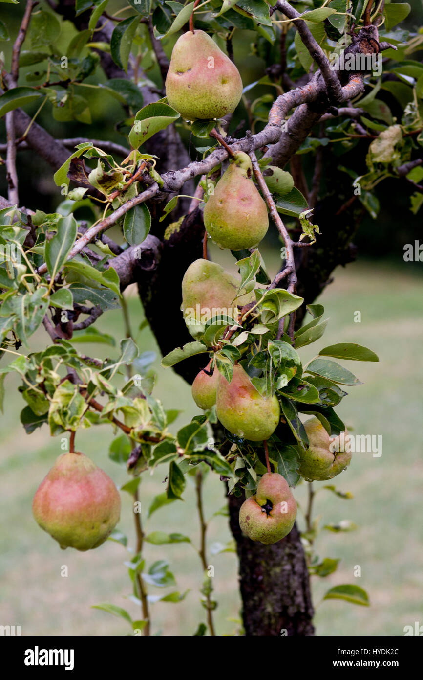 Fruit growing natural Stock Photo - Alamy