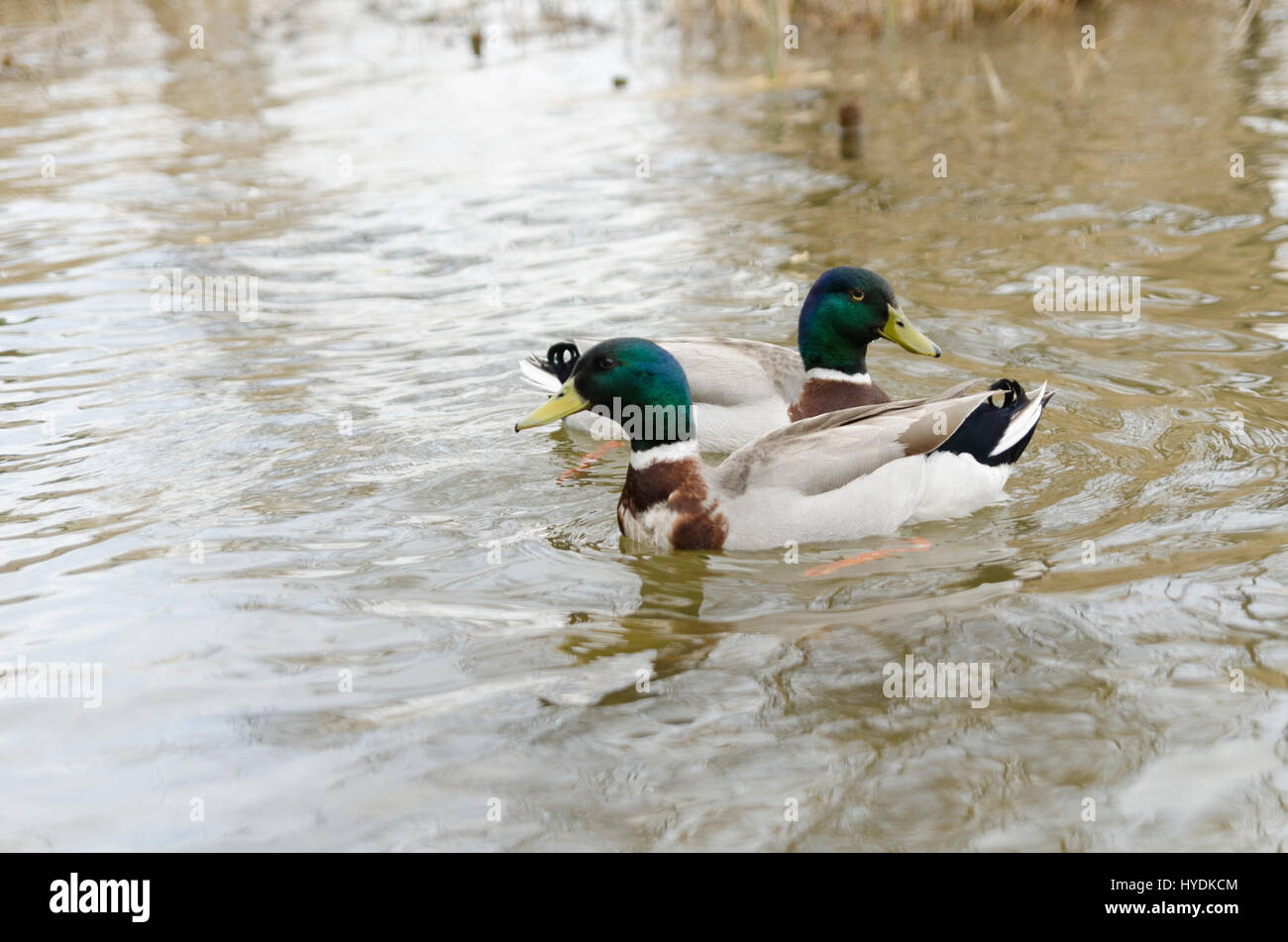 Mladost hi-res stock photography and images - Alamy