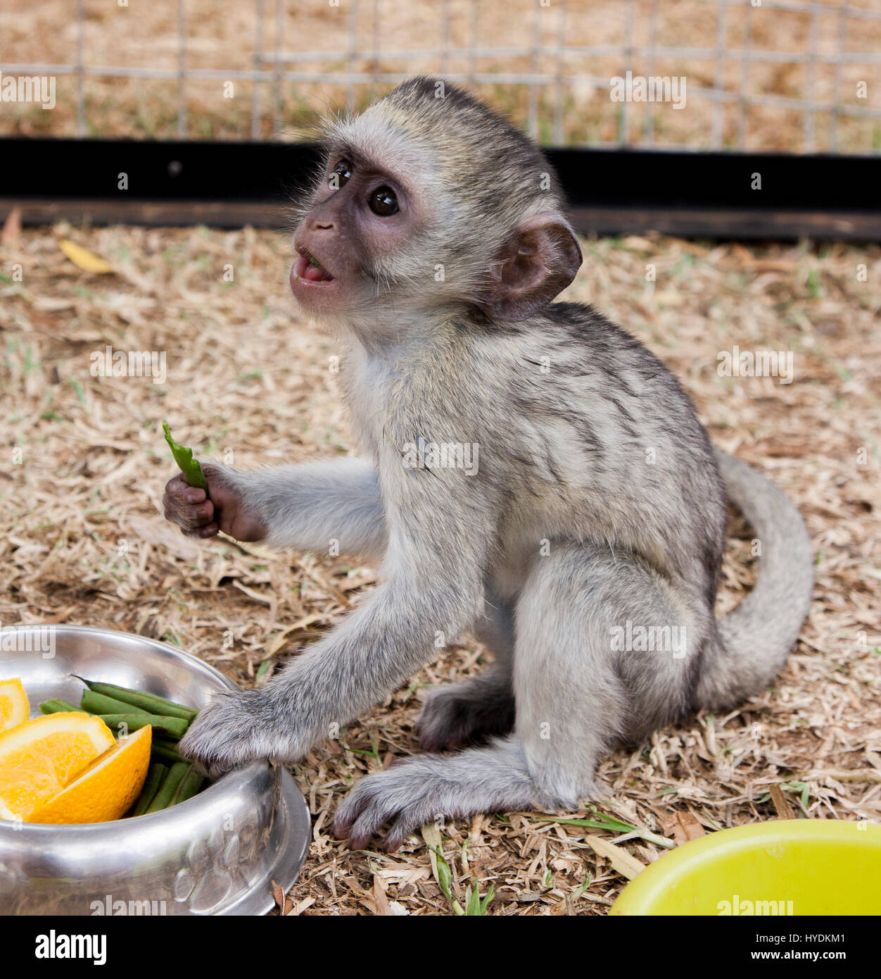 Blue Face Monkey High Resolution Stock Photography and Images - Alamy