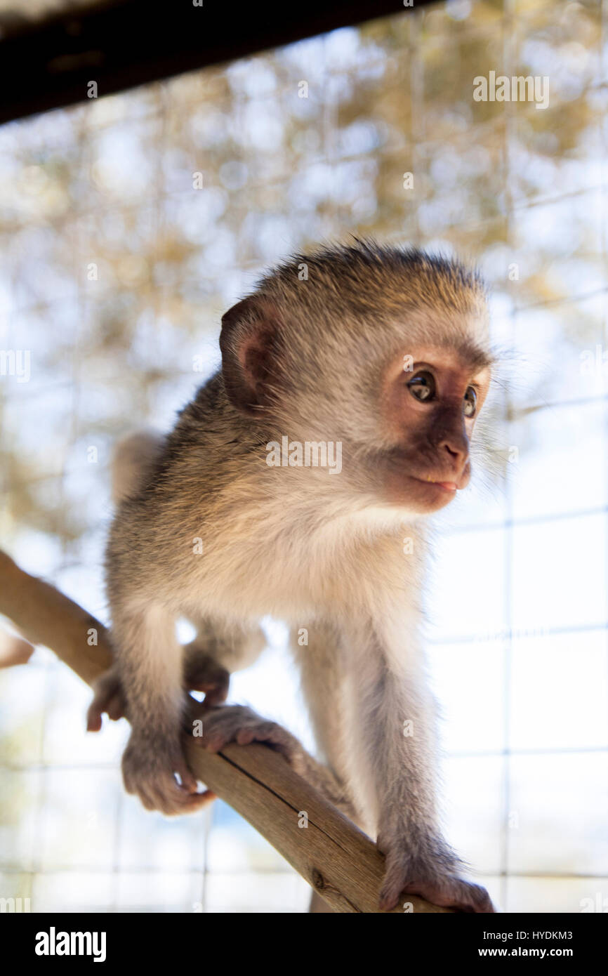 Blue Face Monkey High Resolution Stock Photography and Images - Alamy
