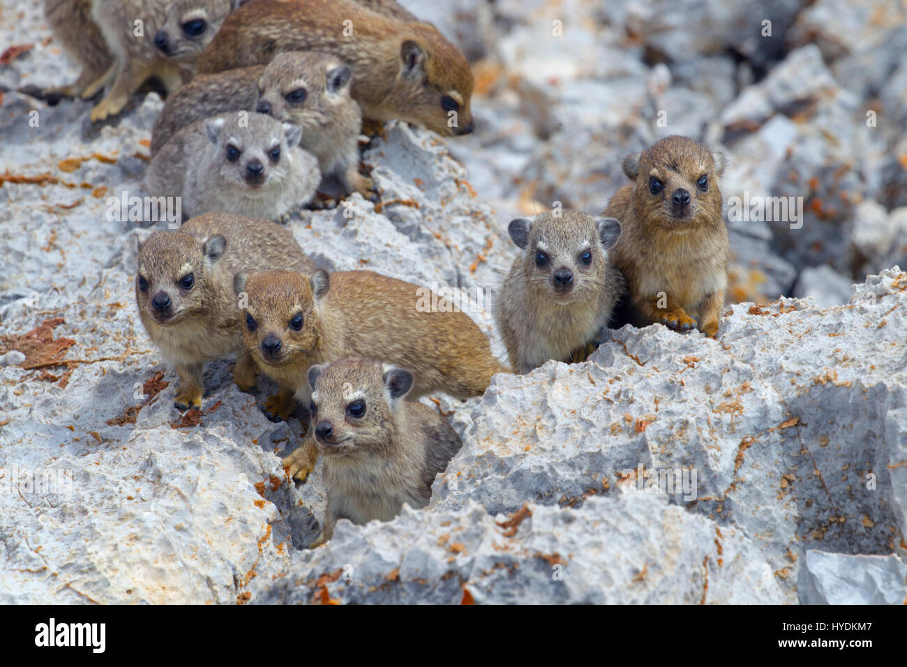 Rock badger hi-res stock photography and images - Alamy