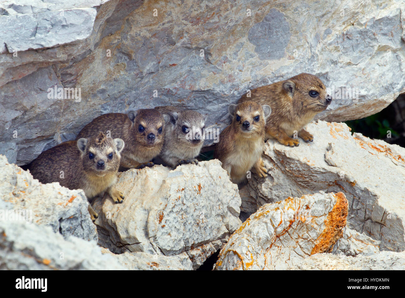Rock hyrax group hi-res stock photography and images - Alamy