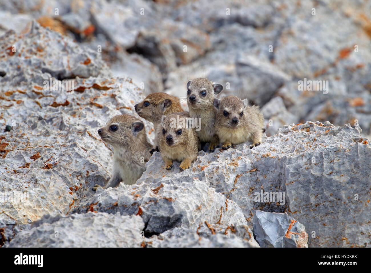Rock hyrax group hi-res stock photography and images - Alamy