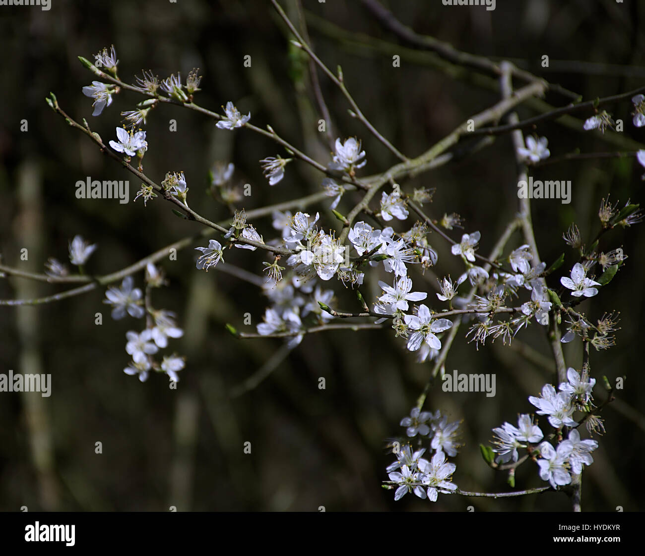 Spring flowers peak district hi-res stock photography and images - Alamy