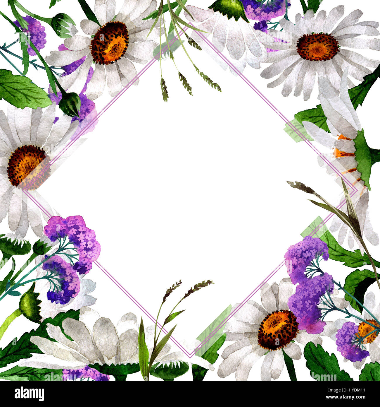 Wildflower chamomile flower frame in a watercolor style isolated Stock ...