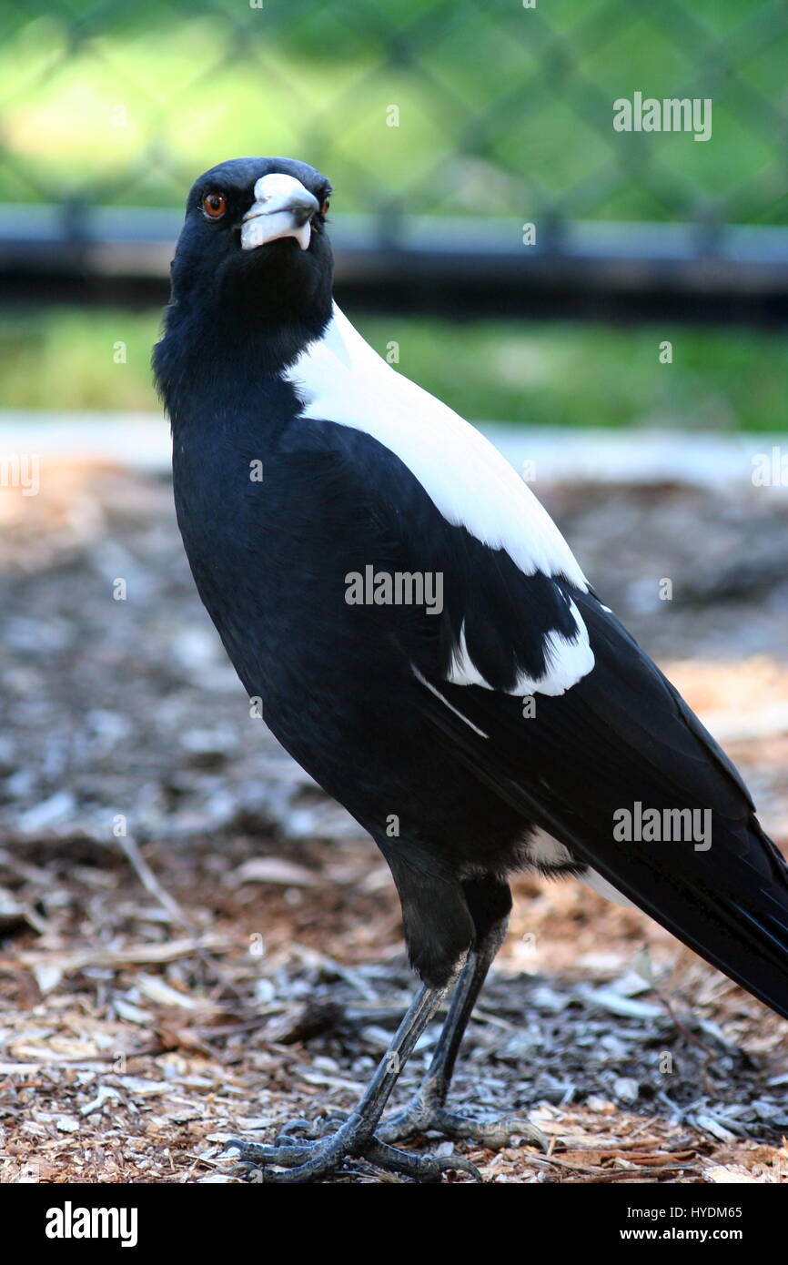 Australian Magpie standing alert Stock Photo - Alamy