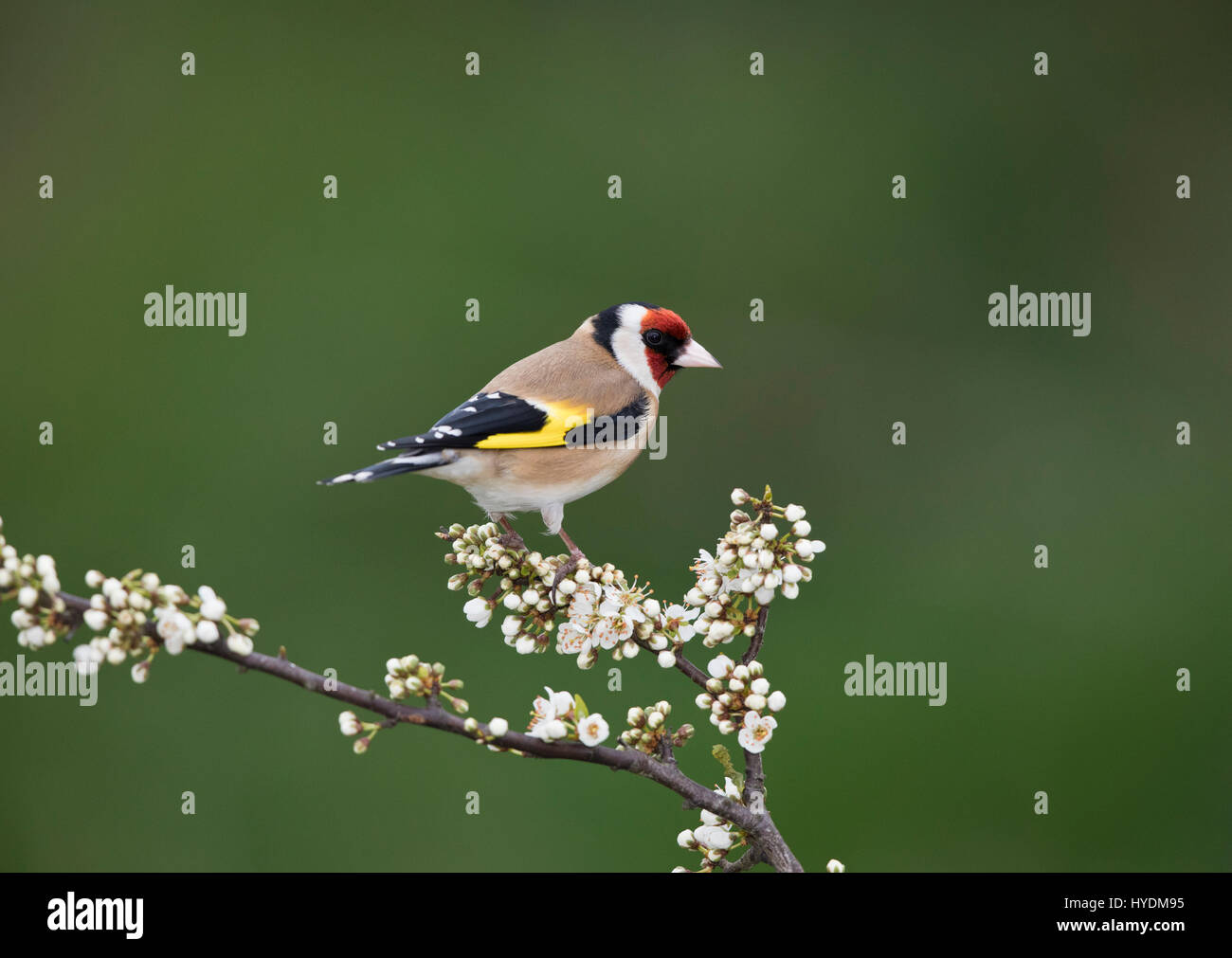 Goldfinch uk hi-res stock photography and images - Alamy