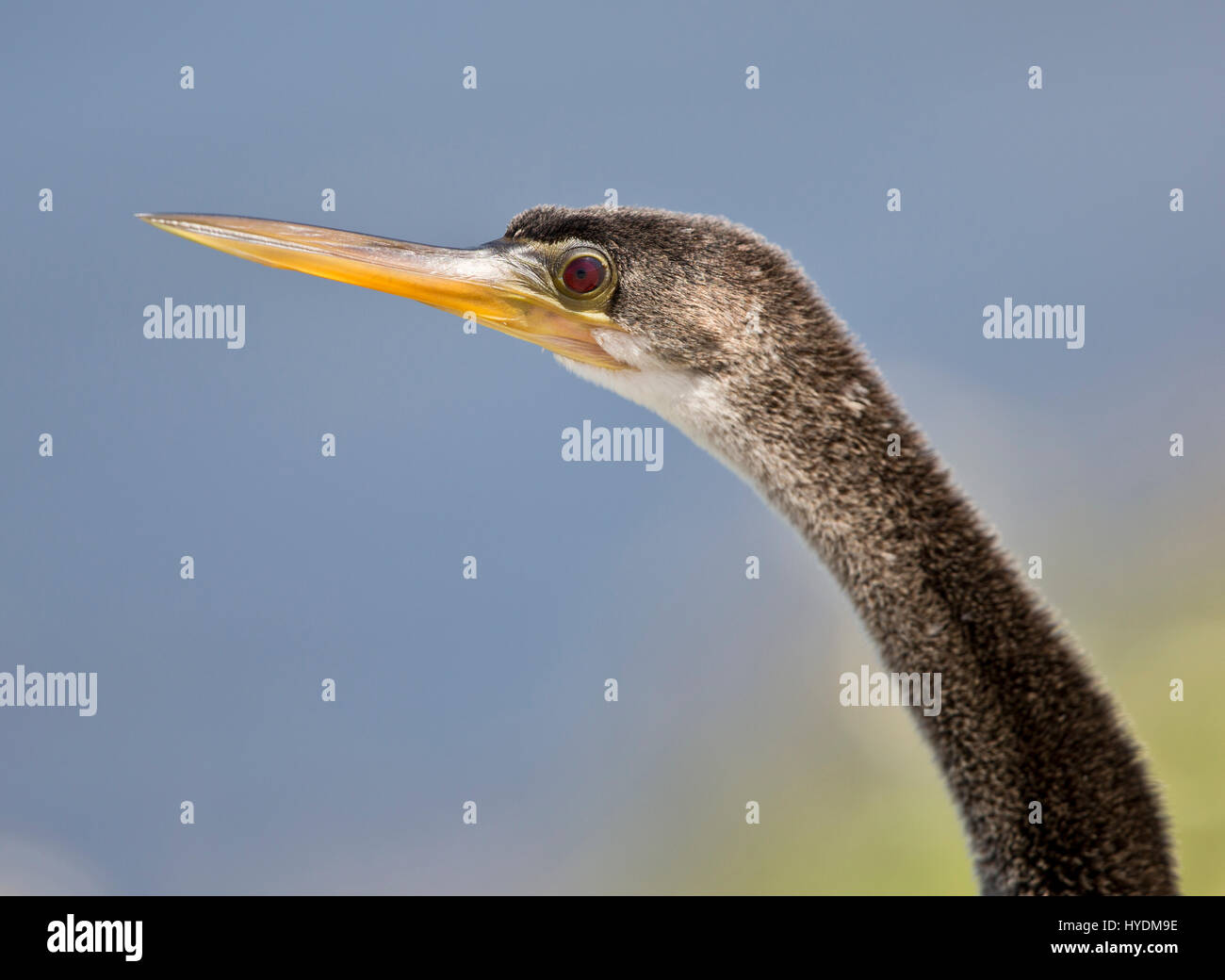 Anhinga, Anhinga anhinga, head close up, Florida Stock Photo - Alamy