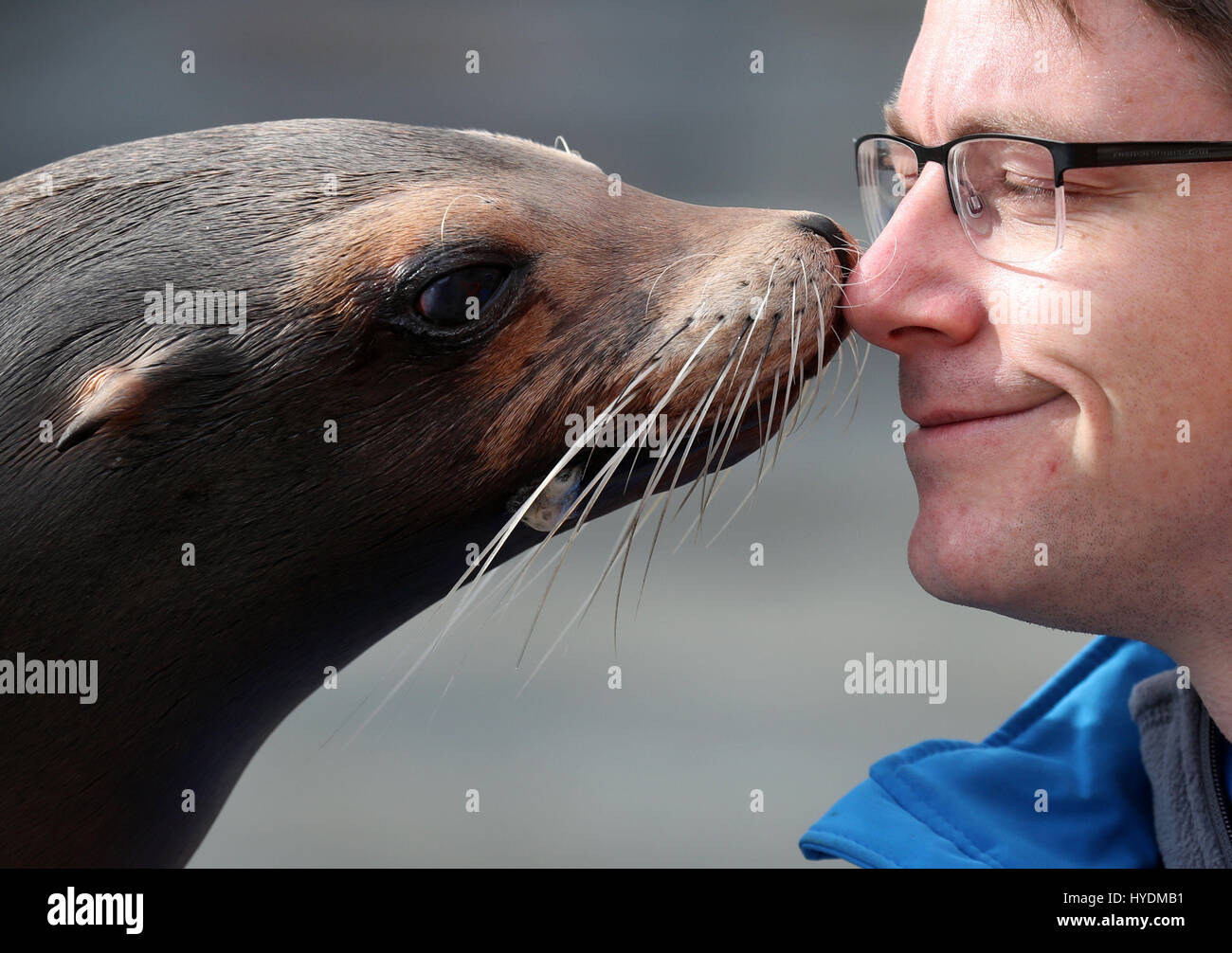 Previously unissued photograph dated 22/03/17 of Bella the California ...