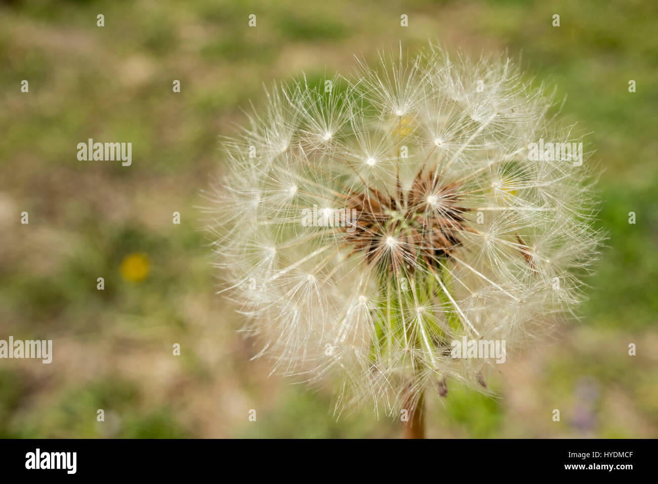 Spores blowing in the wind hi-res stock photography and images - Alamy