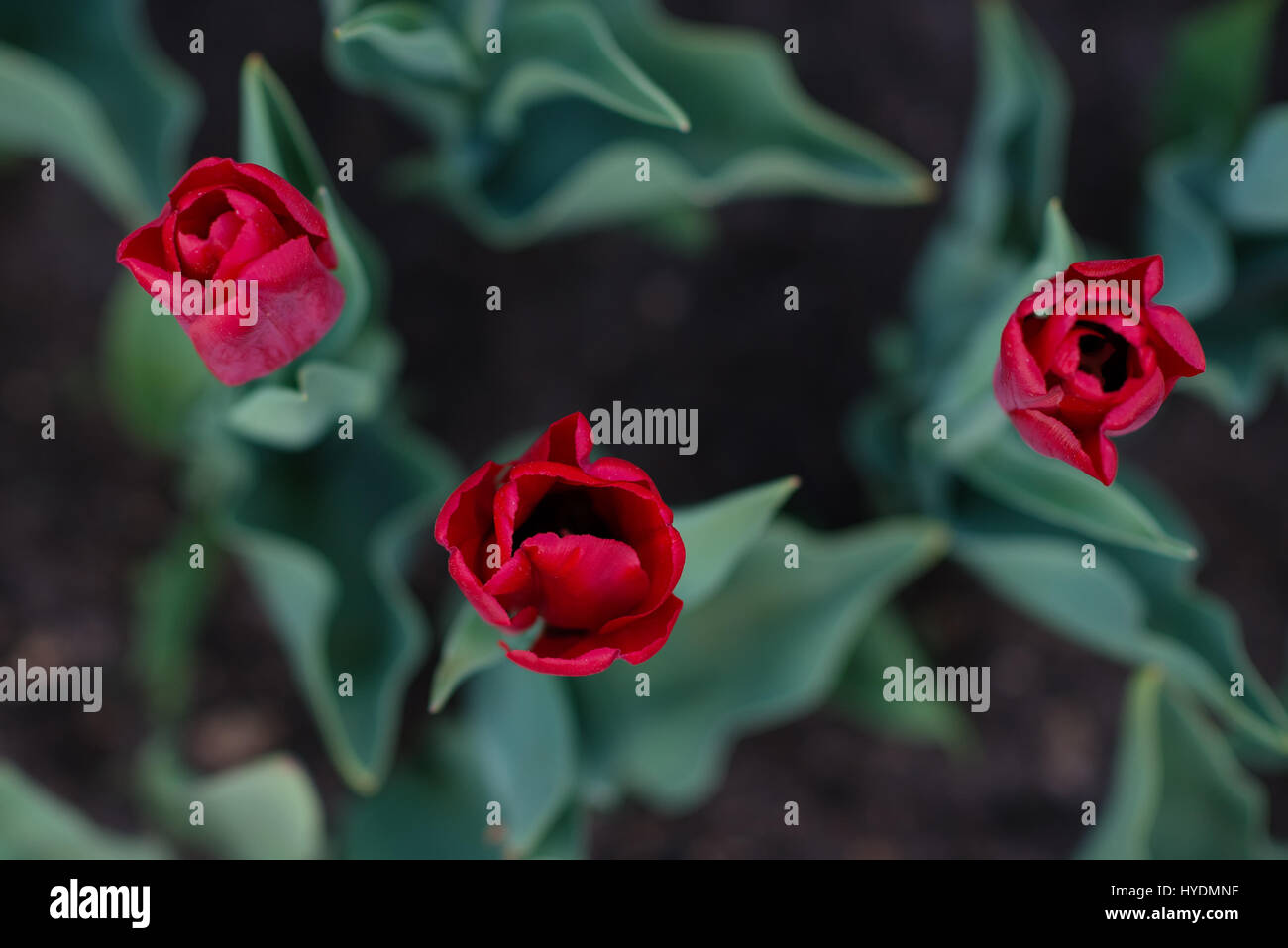 Tulips from above hi-res stock photography and images - Alamy