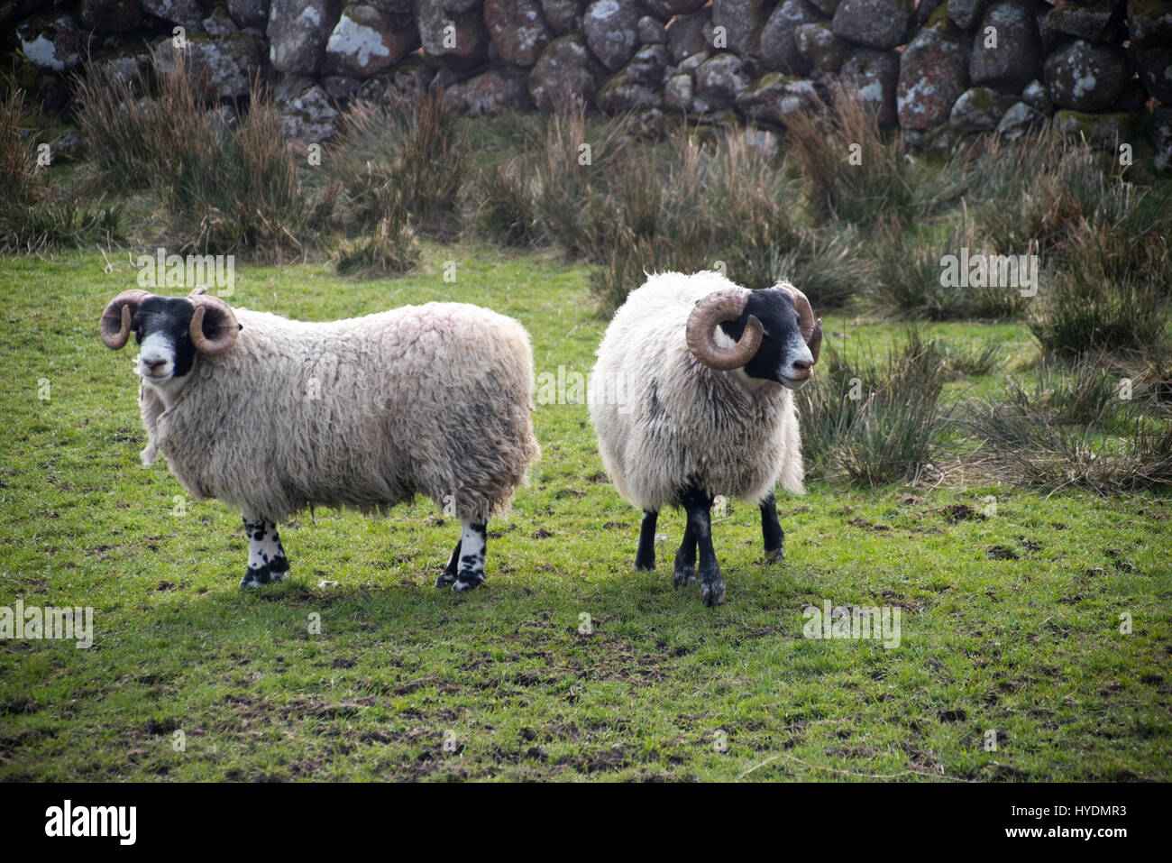 Curly horns sheep hi-res stock photography and images - Alamy
