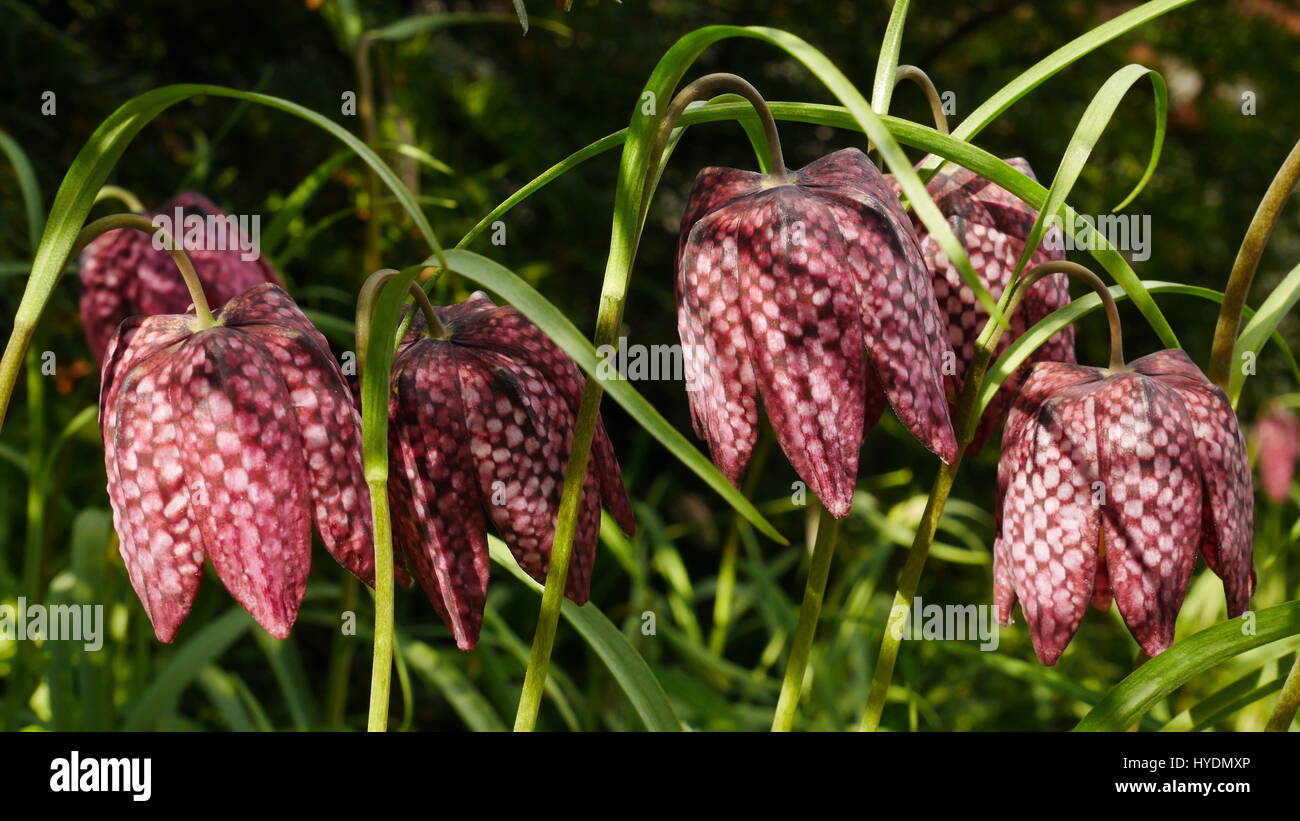 Snakeshead Fritillary Flowers Stock Photo - Alamy