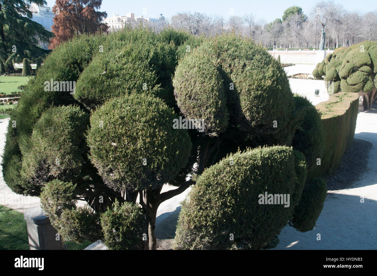 Cloud Prune Trees at Retiro Park, Madrid, Spain Stock Photo - Alamy
