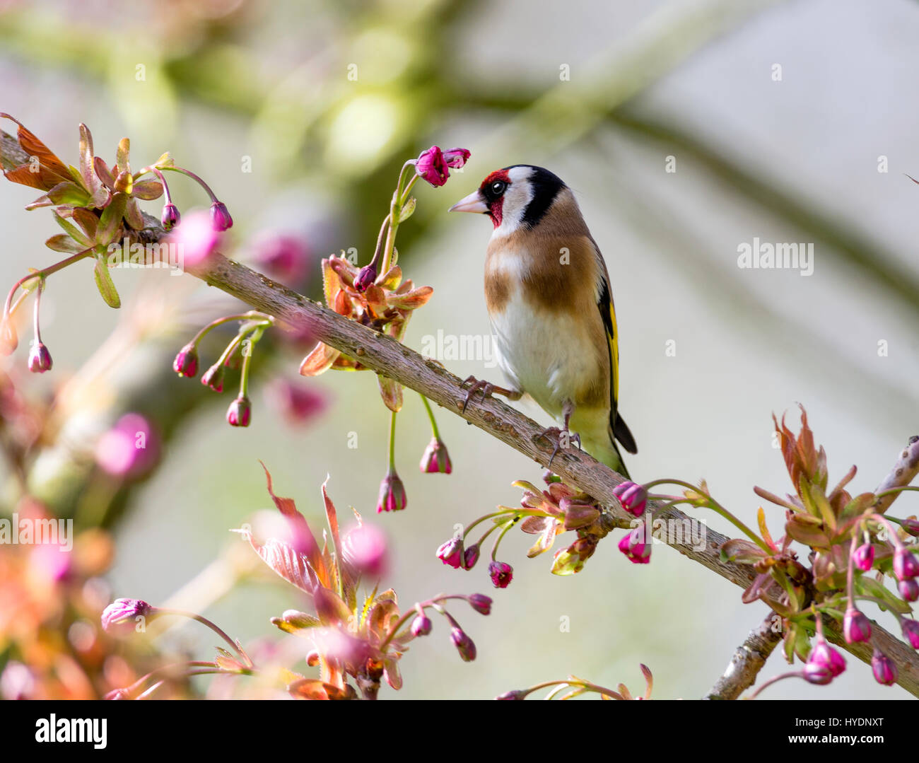 Finch family tree High Resolution Stock Photography and Images - Alamy