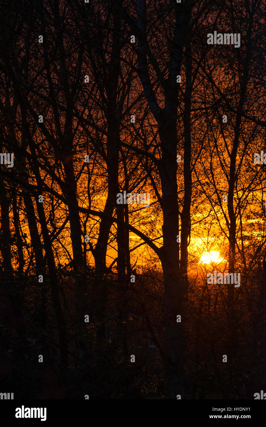 A Beautiful Spring Sunset Through Silver Birch Trees in an Alsager ...