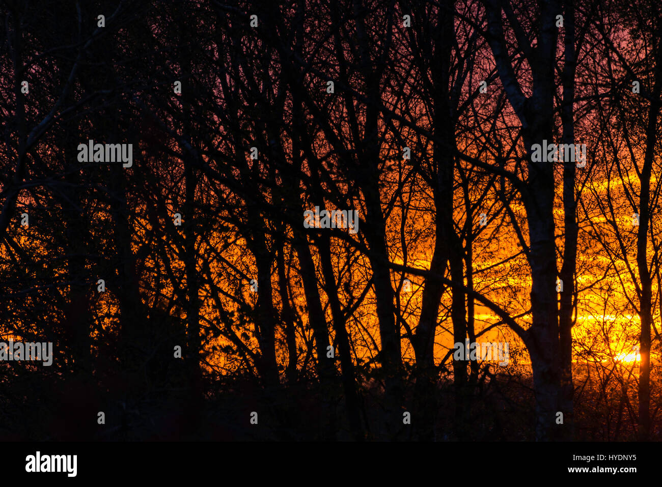 Silver birch trees garden uk hi-res stock photography and images - Alamy