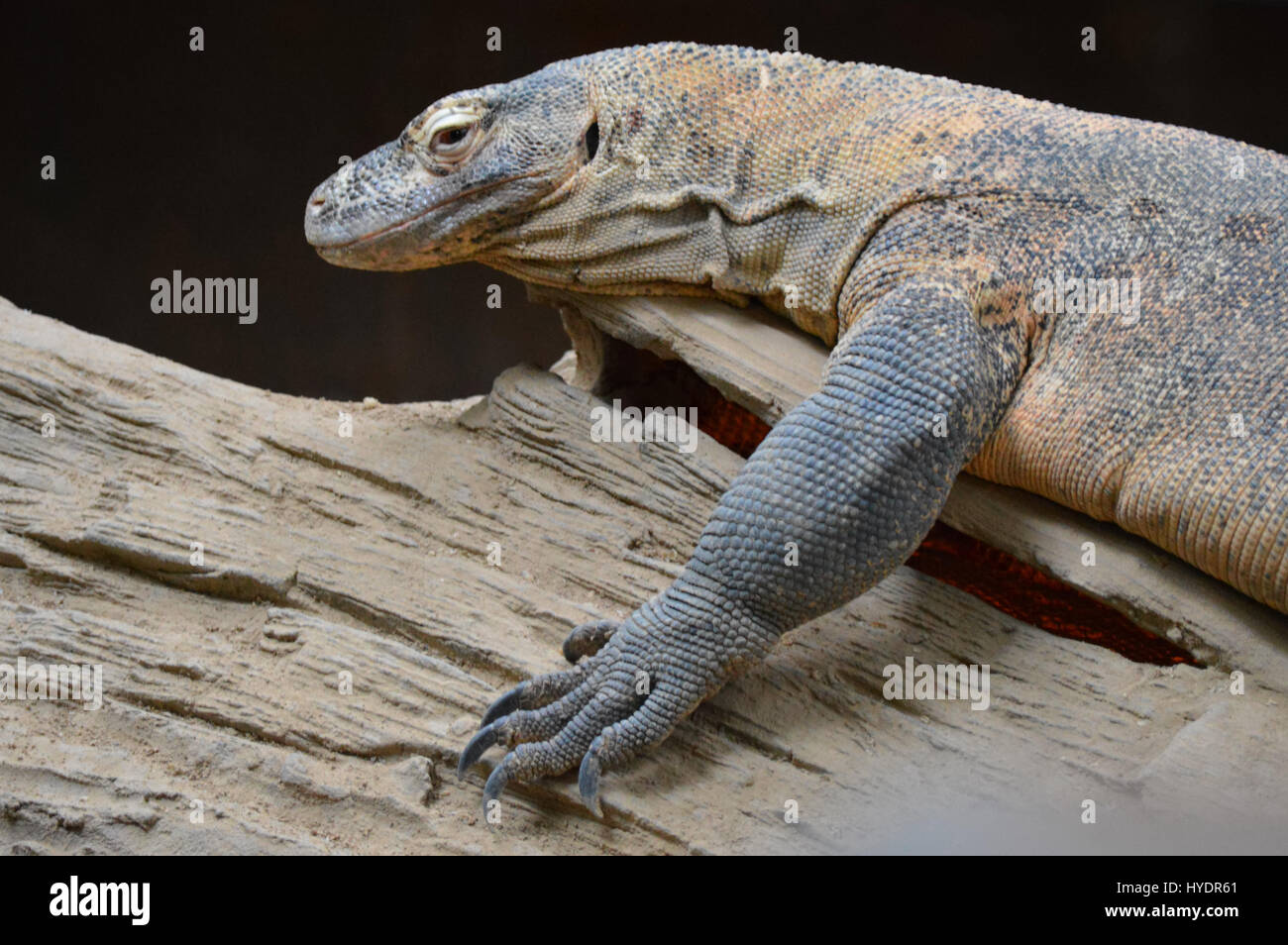 Large komodo dragon hi-res stock photography and images - Alamy