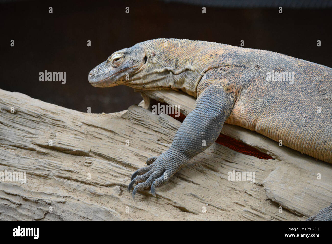 Dragon face hi-res stock photography and images - Alamy