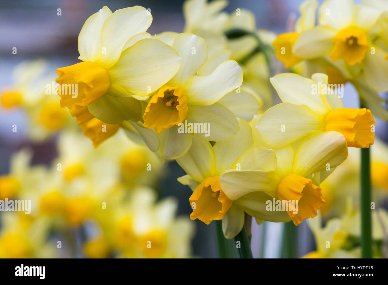 Daffodils growing inside a greenhouse Stock Photo - Alamy