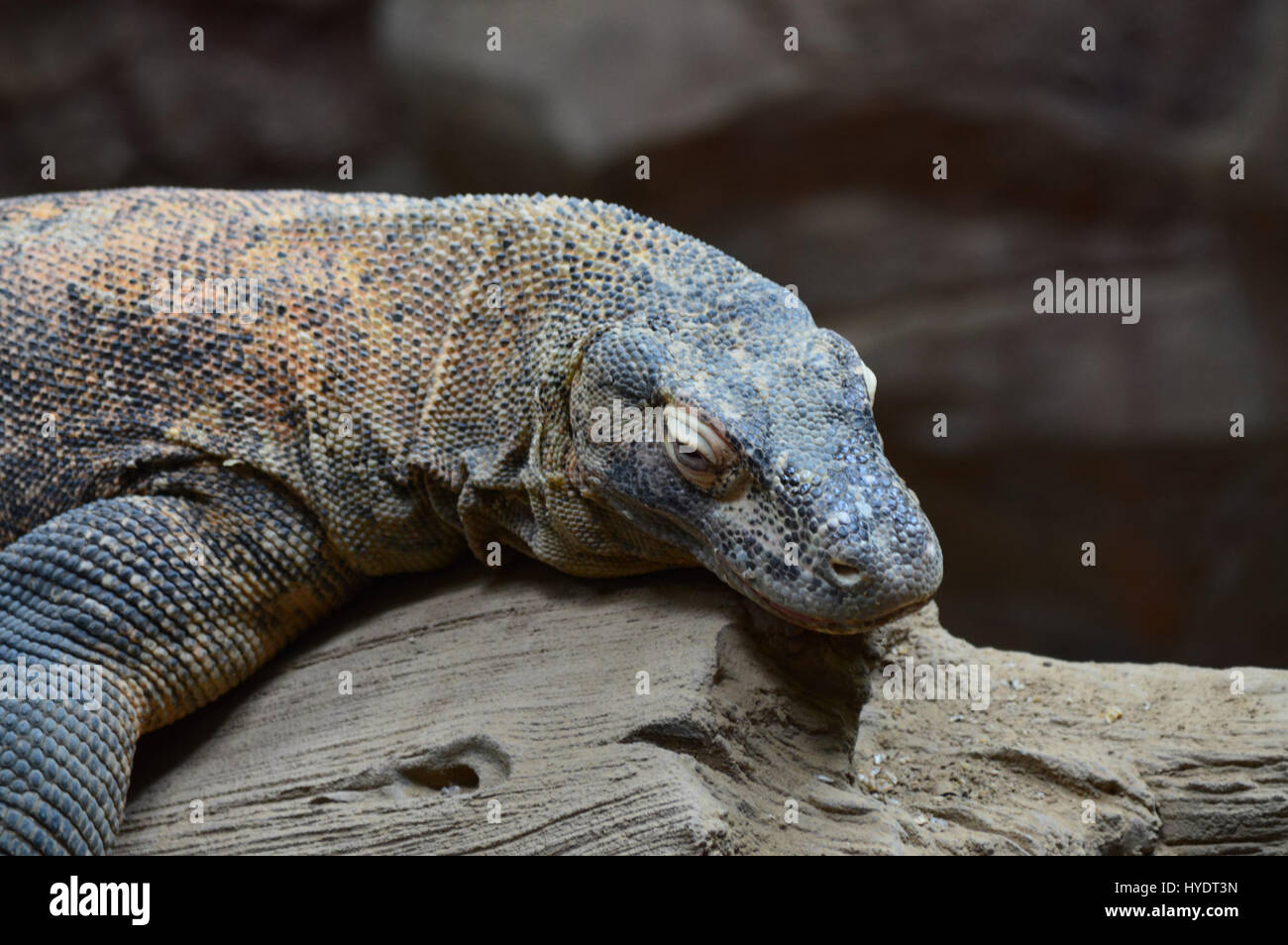 Komodo dragon face hi-res stock photography and images - Alamy