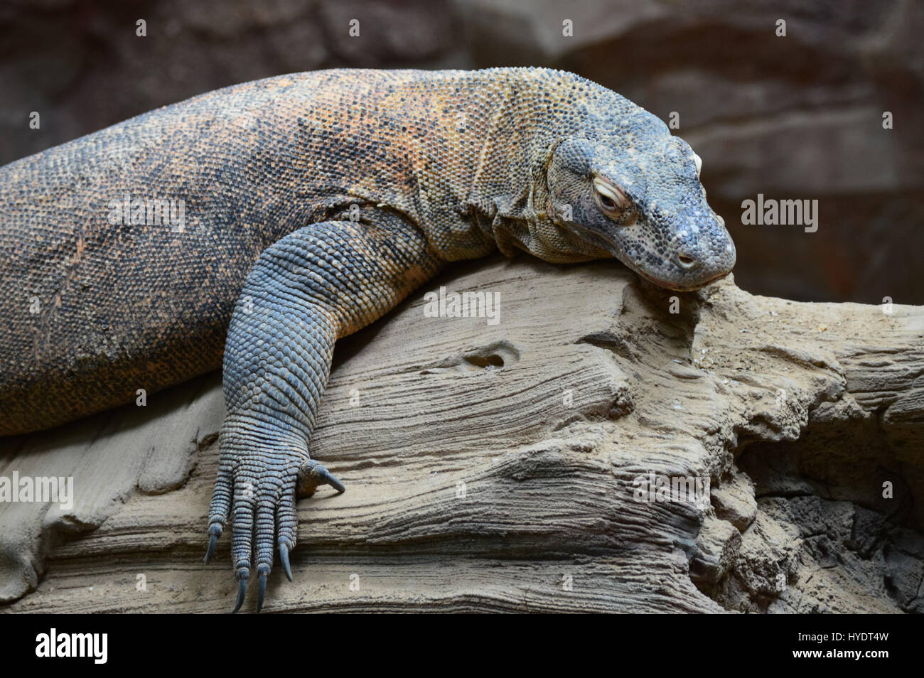 Dragon face hi-res stock photography and images - Alamy