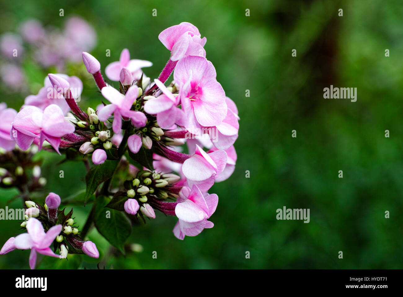 Pink phlox flowers in nature Stock Photo - Alamy