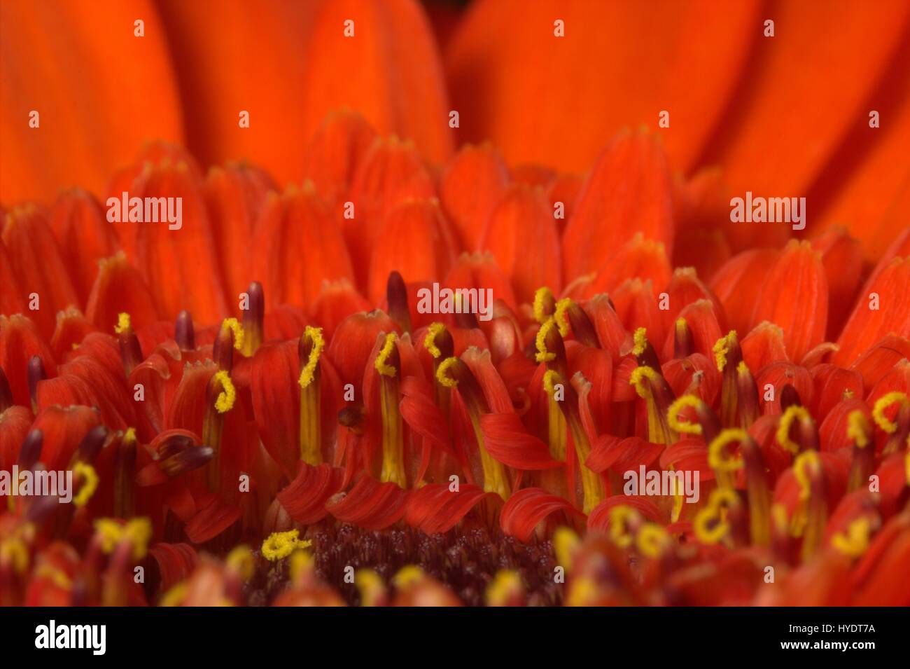 Explosion in a Pollen Factory Stock Photo - Alamy