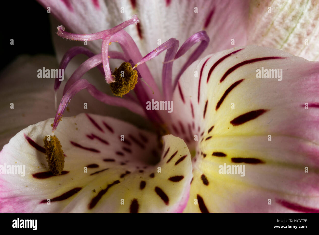 Pix of nature hi-res stock photography and images - Alamy