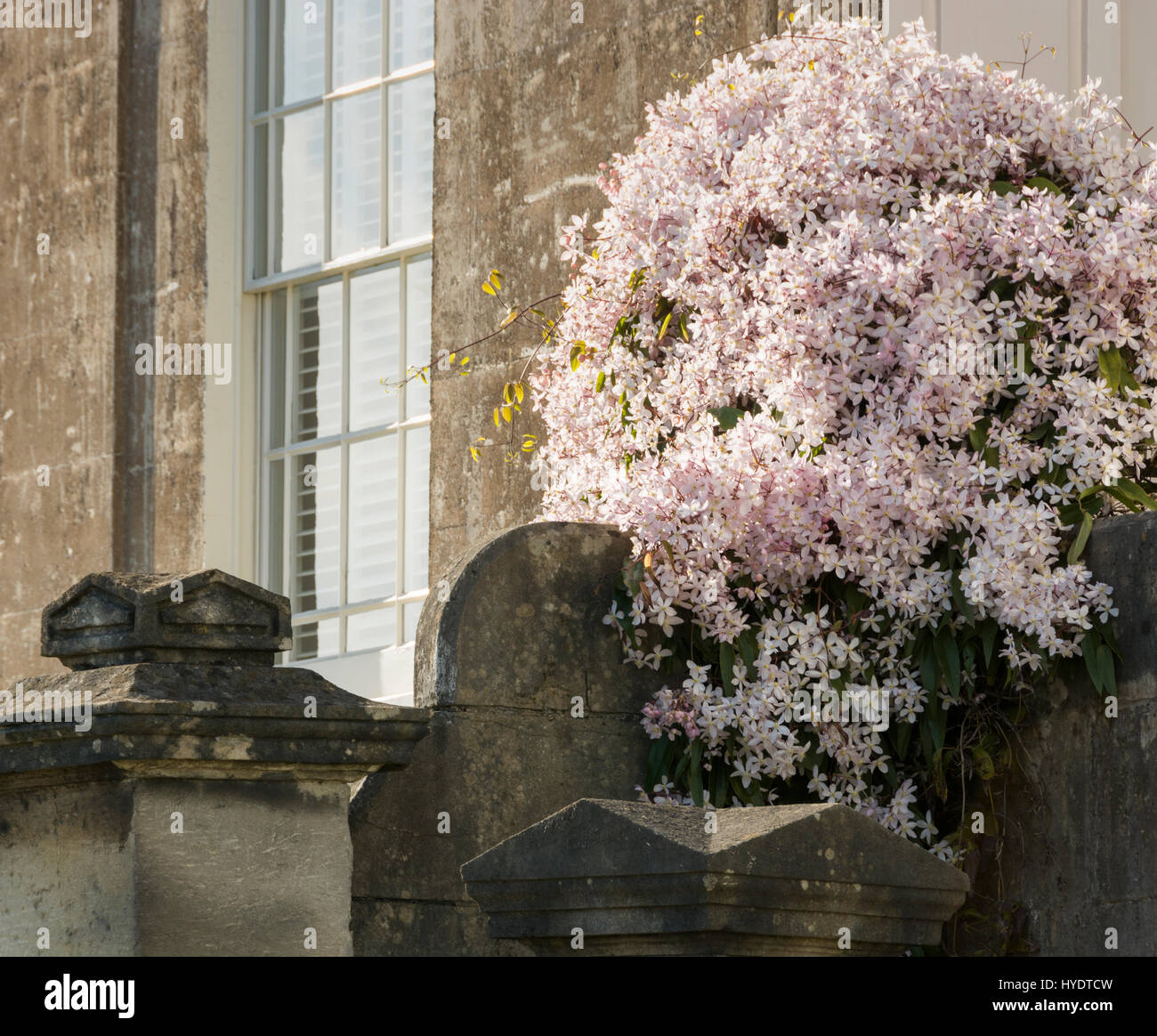 Springtime Blossom in the pretty city of Bath, England, UK Stock Photo ...