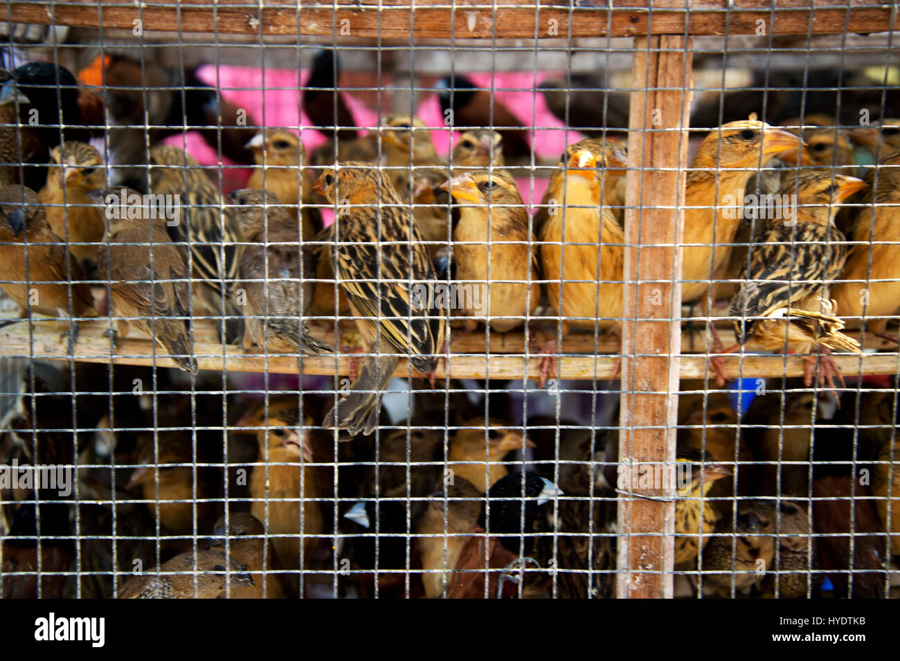 Squashed Bird High Resolution Stock Photography and Images - Alamy