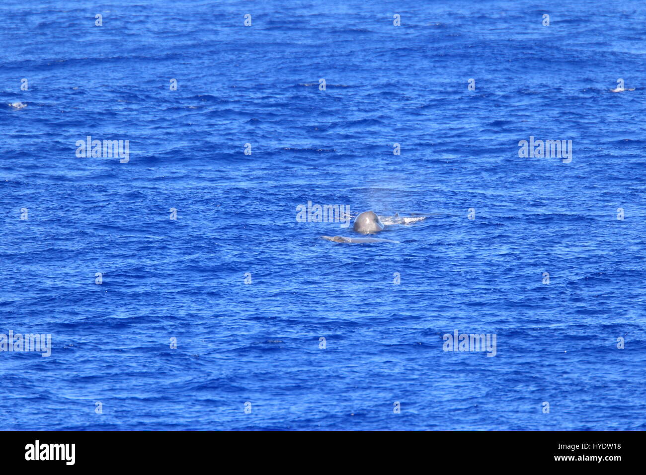 Sperm whale (Physeter macrocephalus Linnaeus) in Japan Stock Photo - Alamy