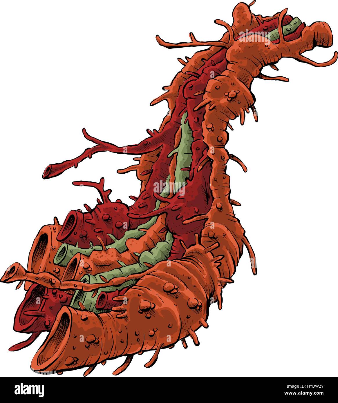 A cartoon of a section of biological organ tubes Stock Vector Image ...