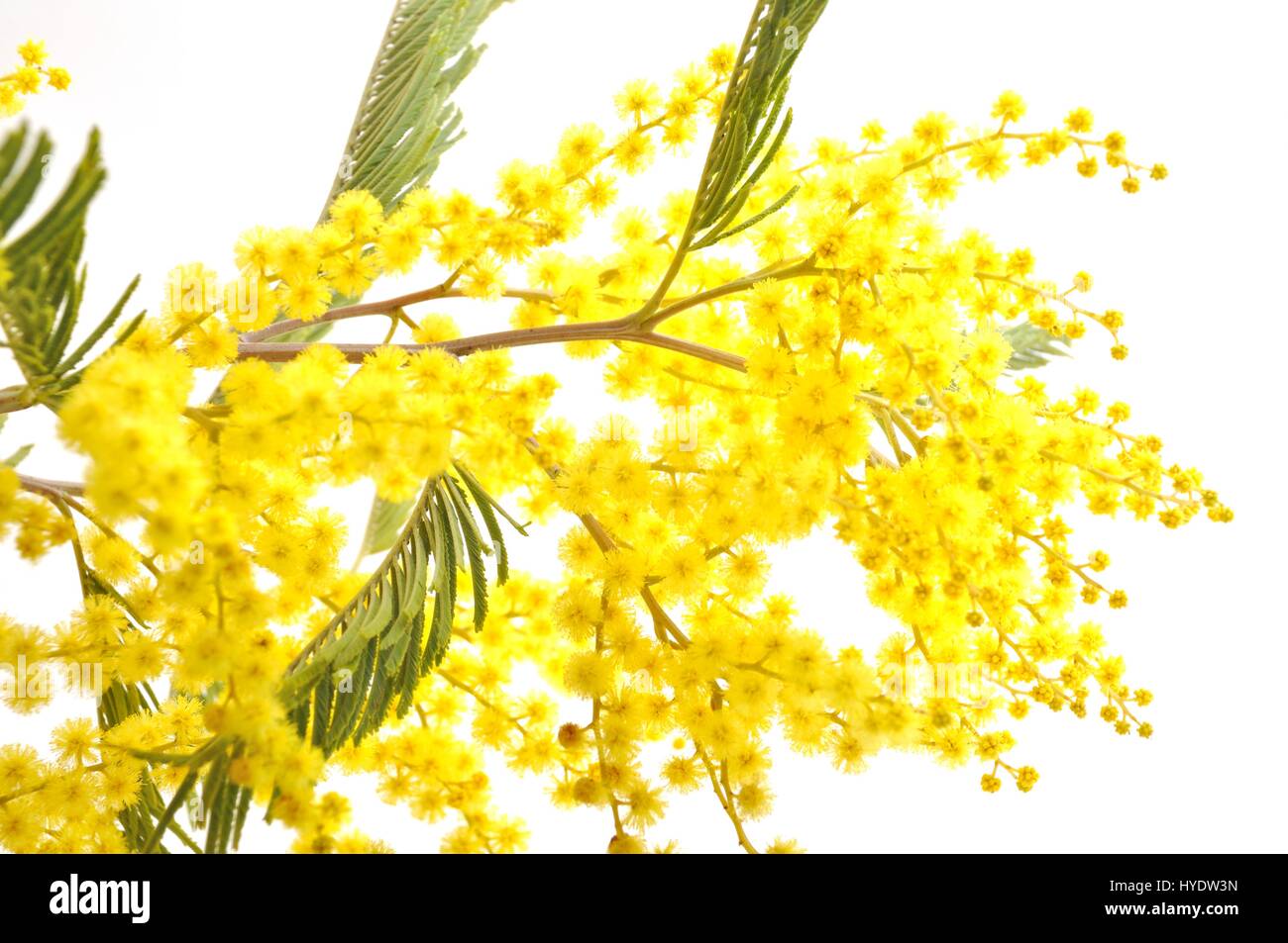 mimosa flowers studio shot Stock Photo - Alamy