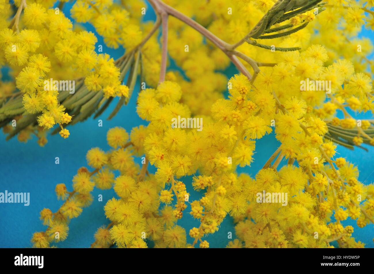 mimosa flowers studio shot Stock Photo - Alamy
