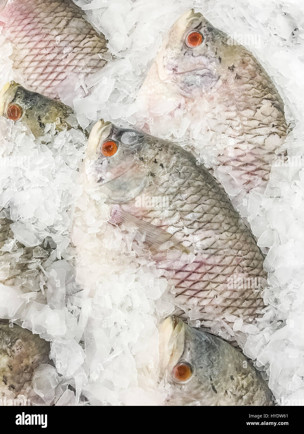 Gourami fish hi-res stock photography and images - Alamy