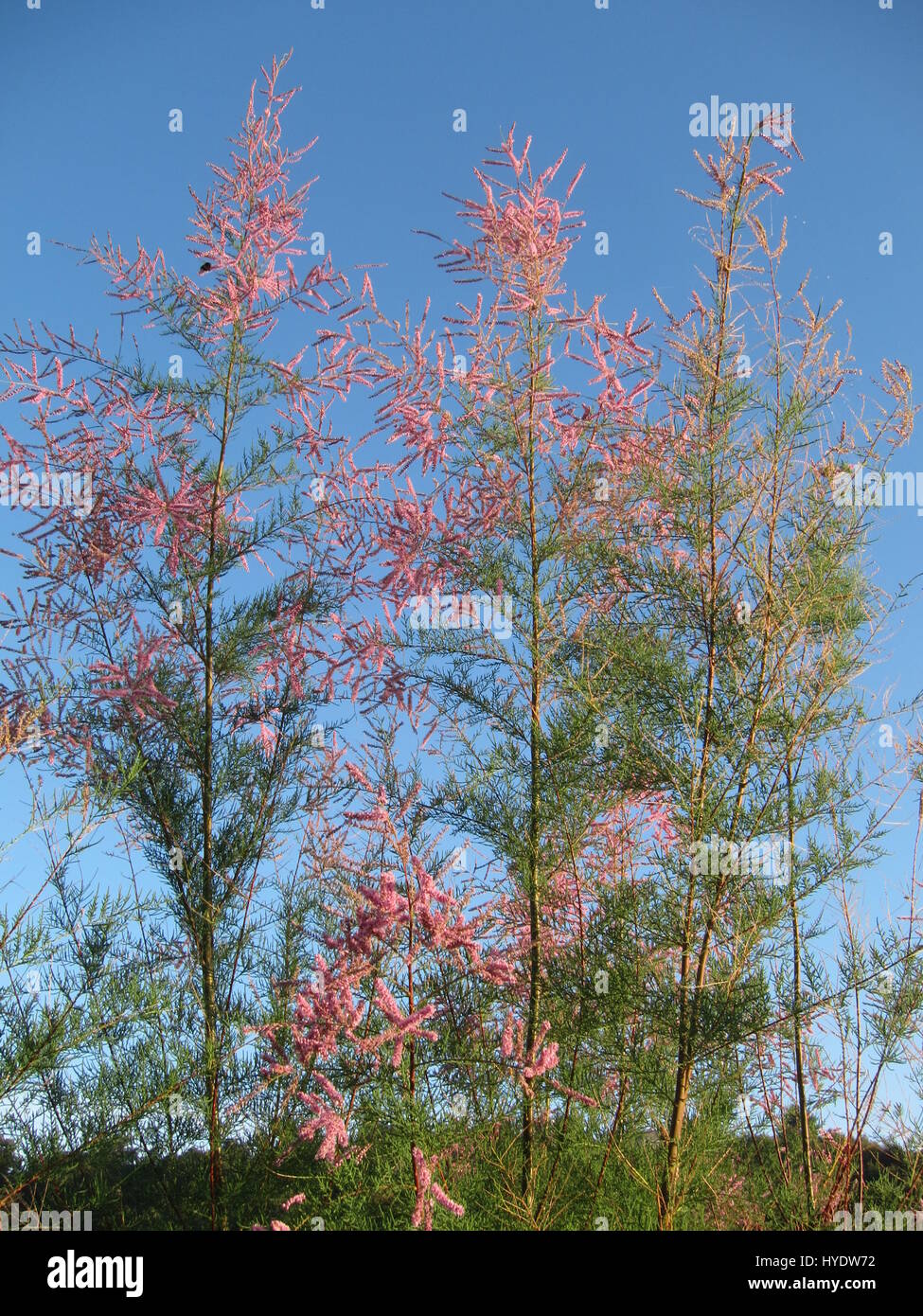 Tamarisk tree branch branches hi-res stock photography and images - Alamy