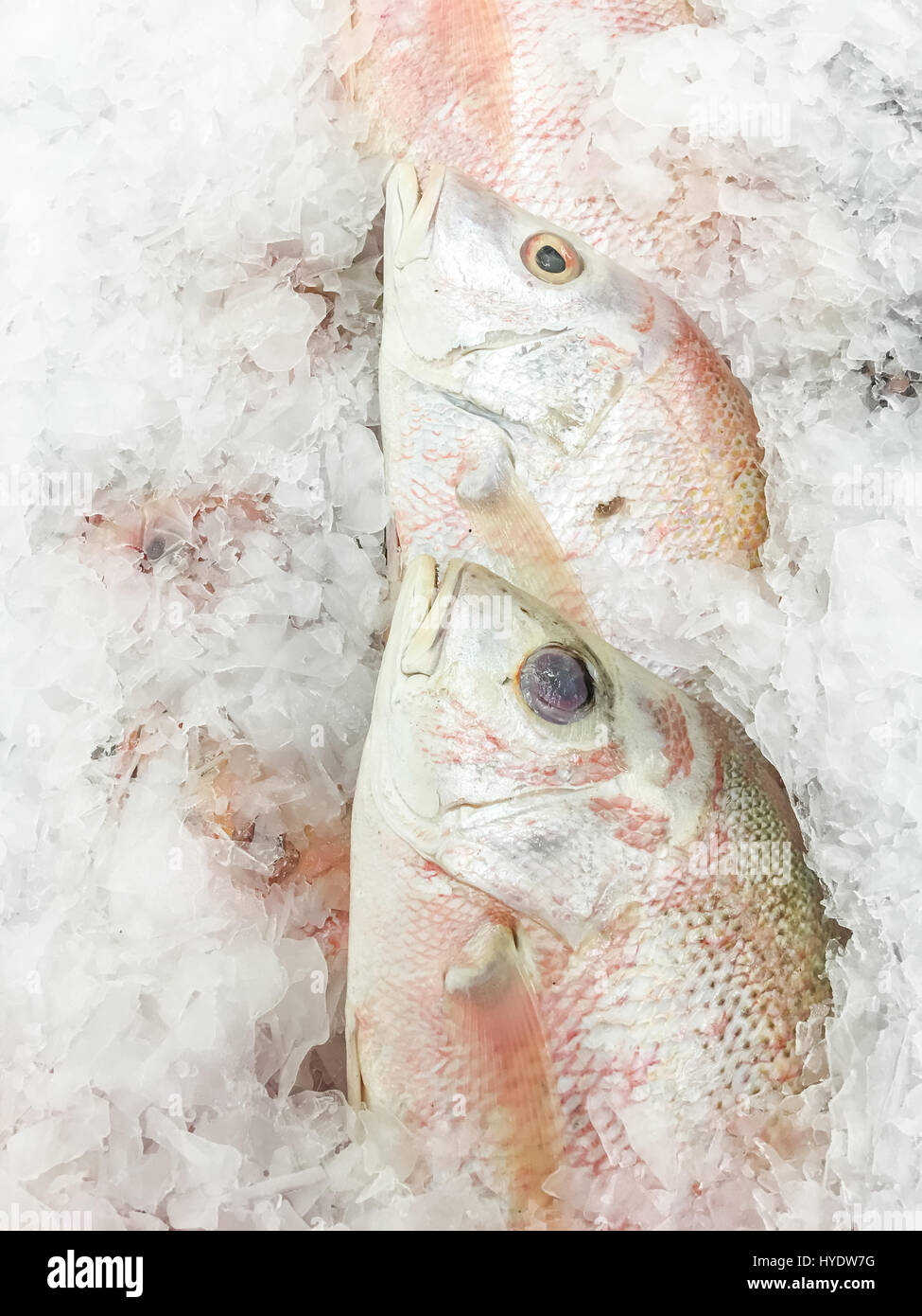 Red snapper fish fresh in ice sell on market Stock Photo - Alamy