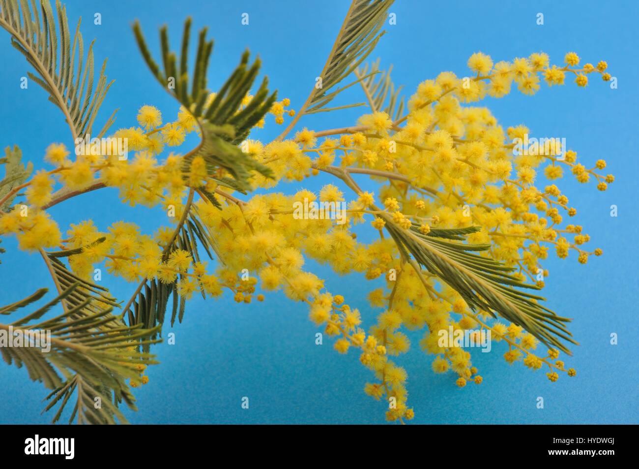 mimosa flowers studio shot Stock Photo - Alamy
