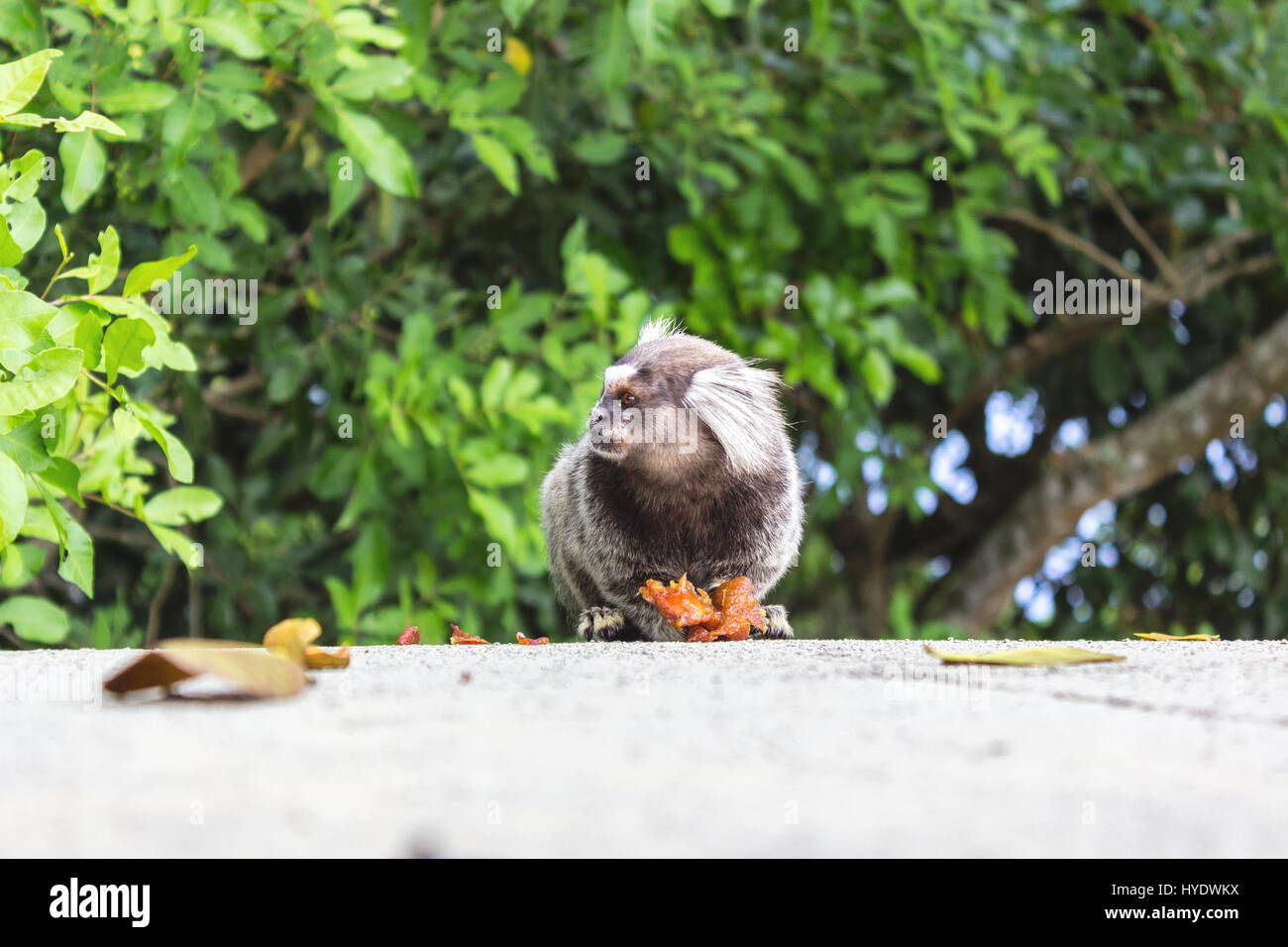 Rio de janeiro fruit hi-res stock photography and images - Alamy