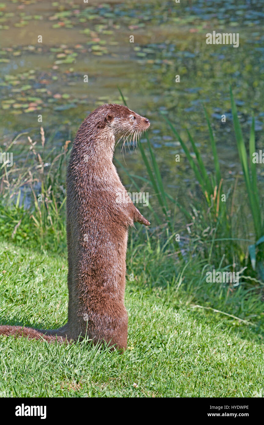 European, British Otter, Lutra Luta, British Wild Life Centre, New ...