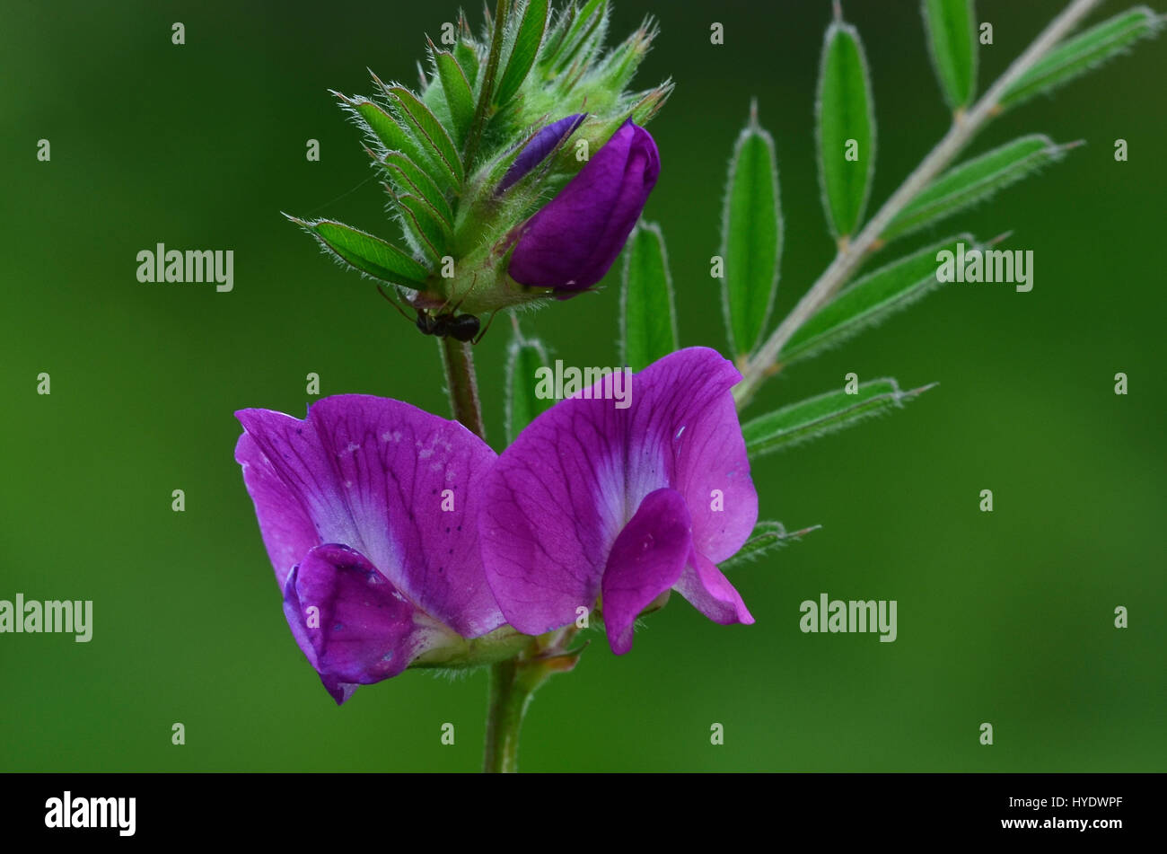 Vetch in flower hi-res stock photography and images - Alamy