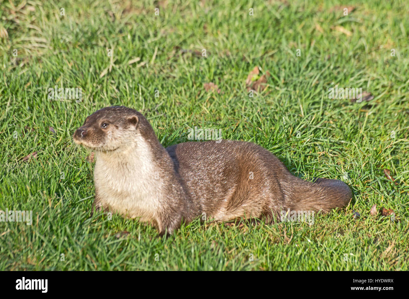 European, British Otter, Lutra Lutta Stock Photo - Alamy