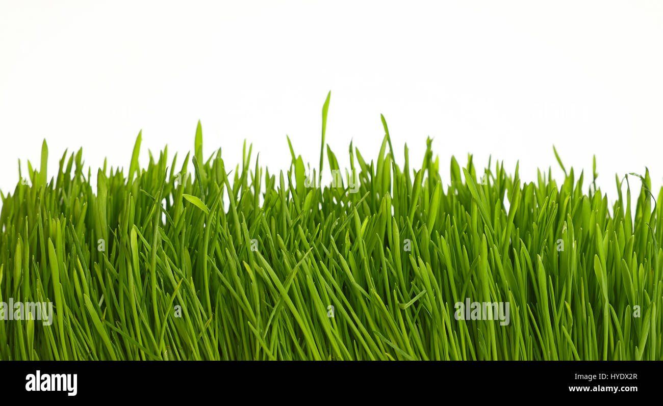 Spring fresh green grass greenery close up over white background, low ...